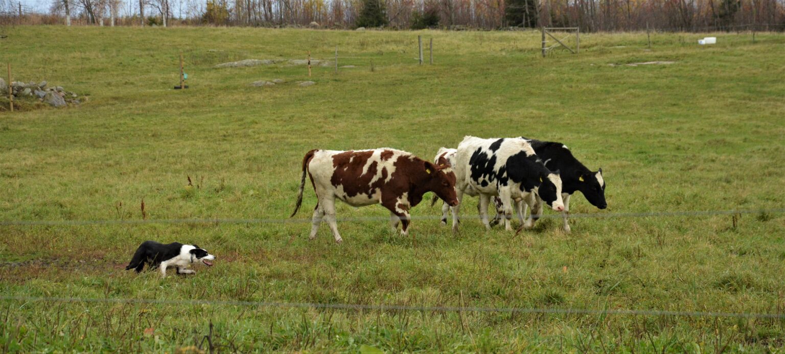 About | SPKY | Suomen Paimenkoirayhdistys ry